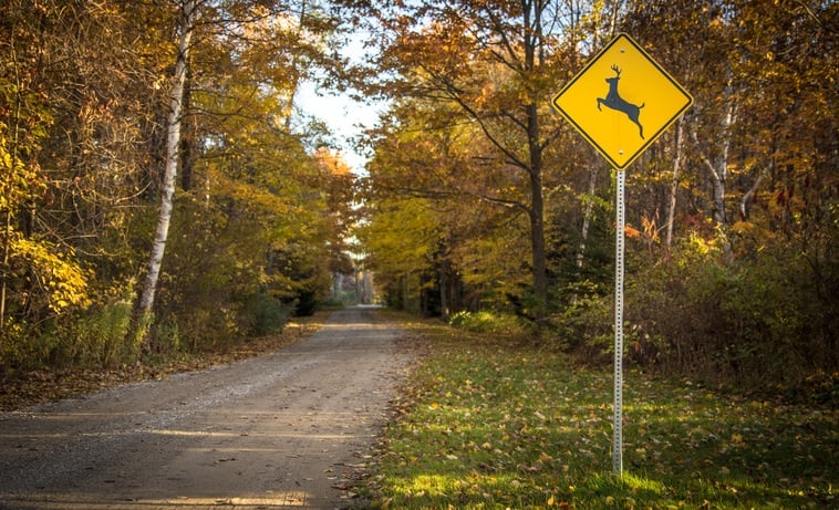 How to Avoid Hitting a Deer While Driving