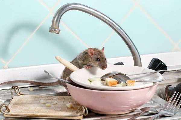 How to Prevent Mice and the Damage They Can Cause to Your House
