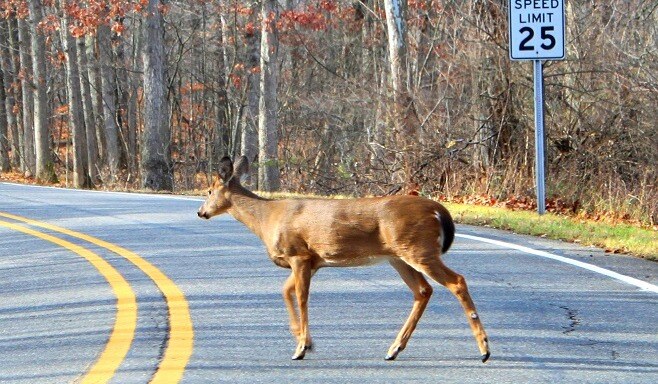 What to Do if You Hit a Deer in Virginia